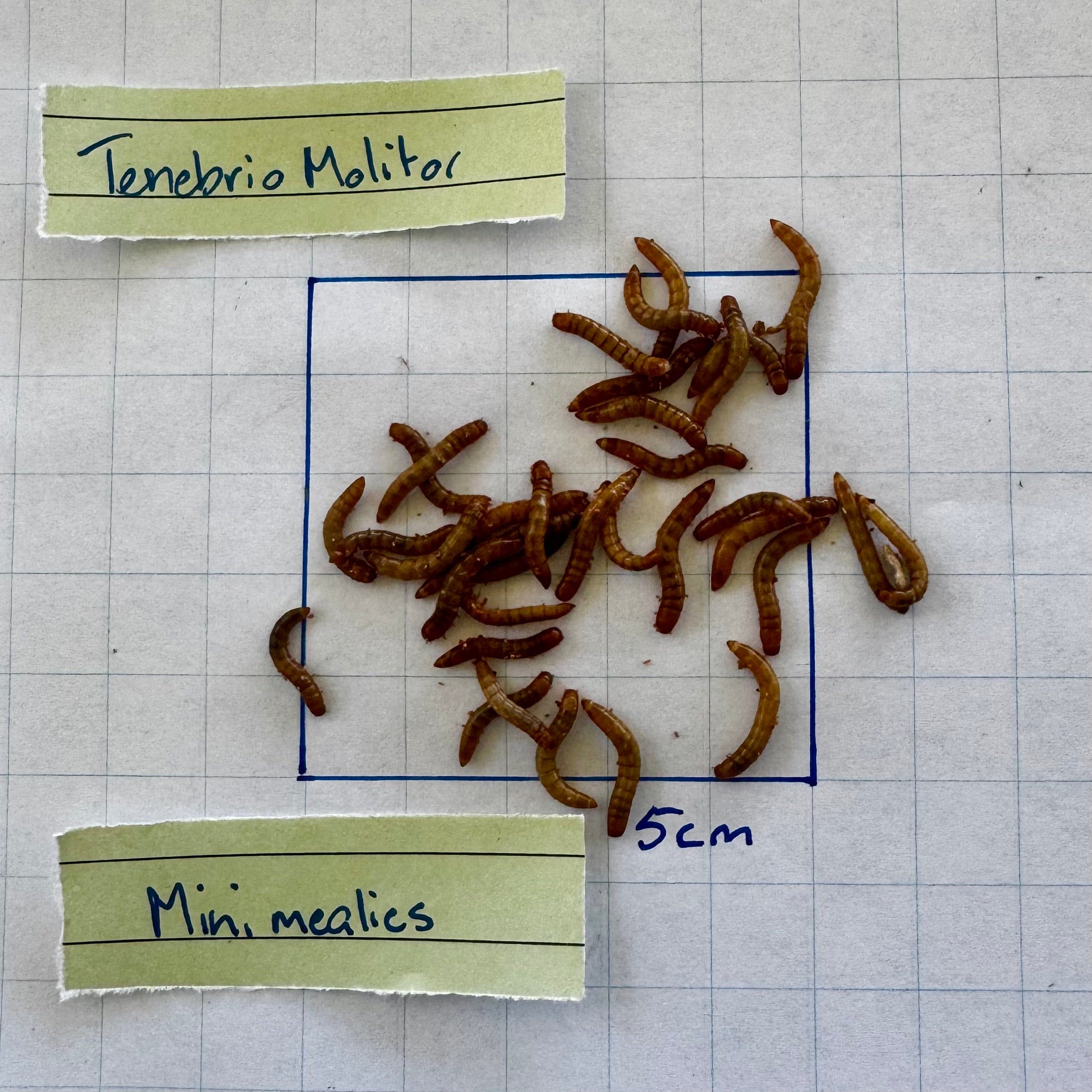 Buy Bulk Mini Mealies Mealworms from Reptile Realm Australia