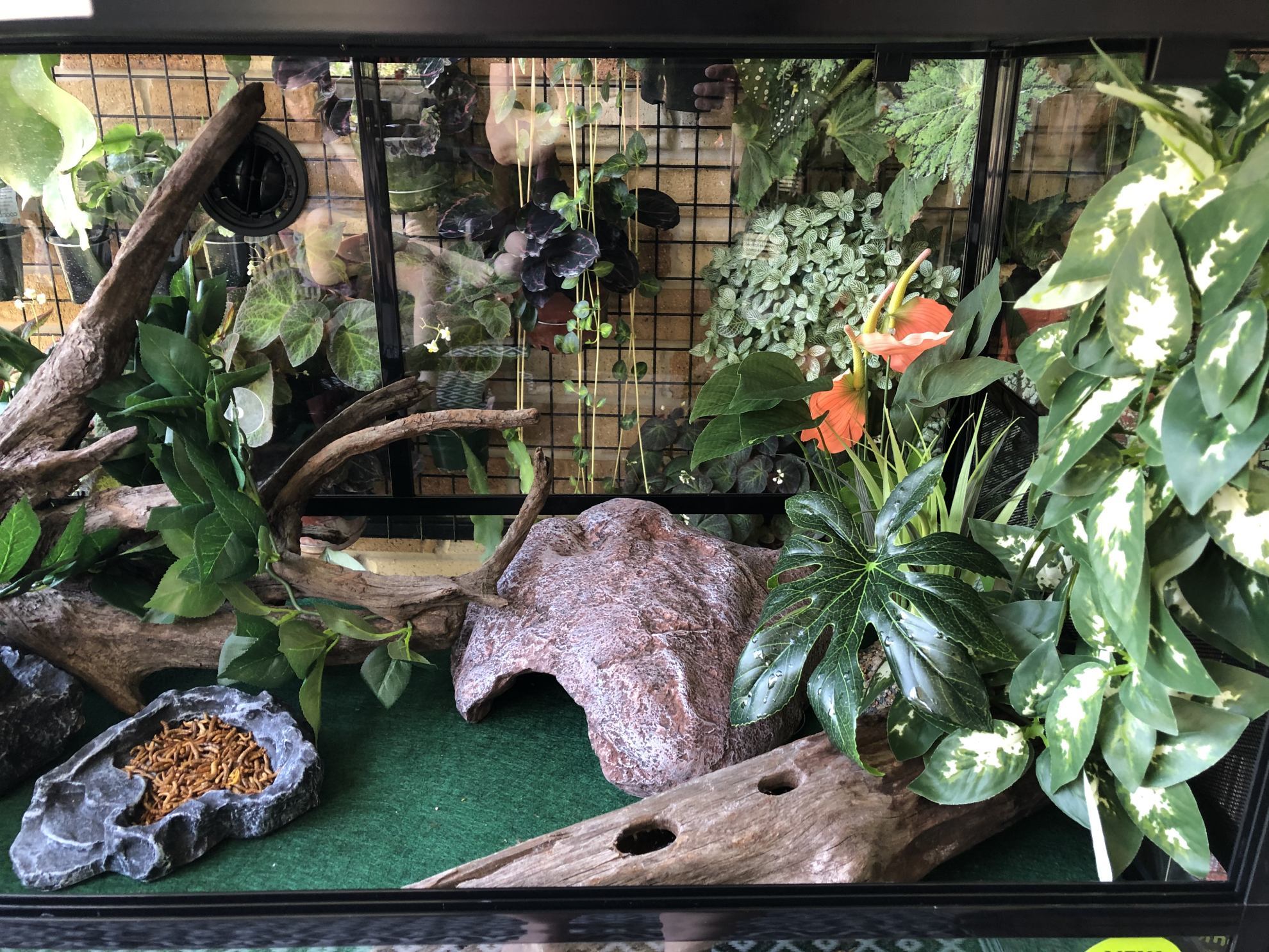 Home Decorating – Reptile Realm