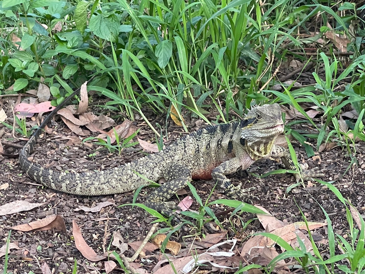Frozen Insects - Insect Food for Animals - Reptile Realm Australia