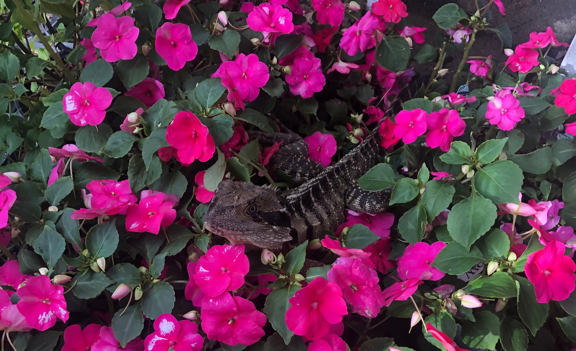 Value Pack Woodies and Crickets - Reptile Realm Australia