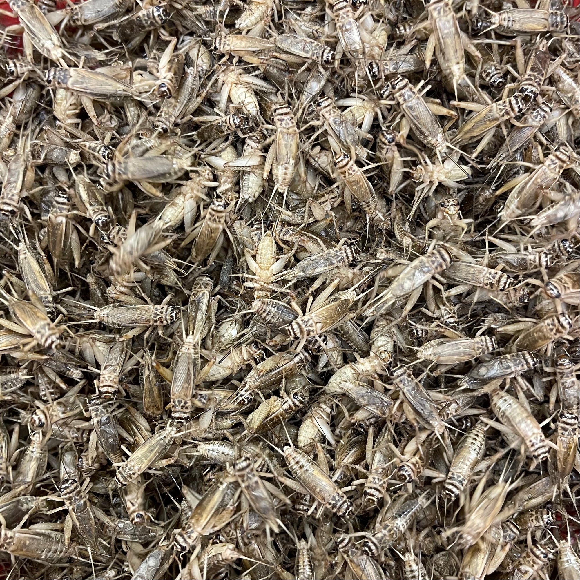 Buy Crickets alive Online - Feeder Crickets for Reptiles – Reptile Realm