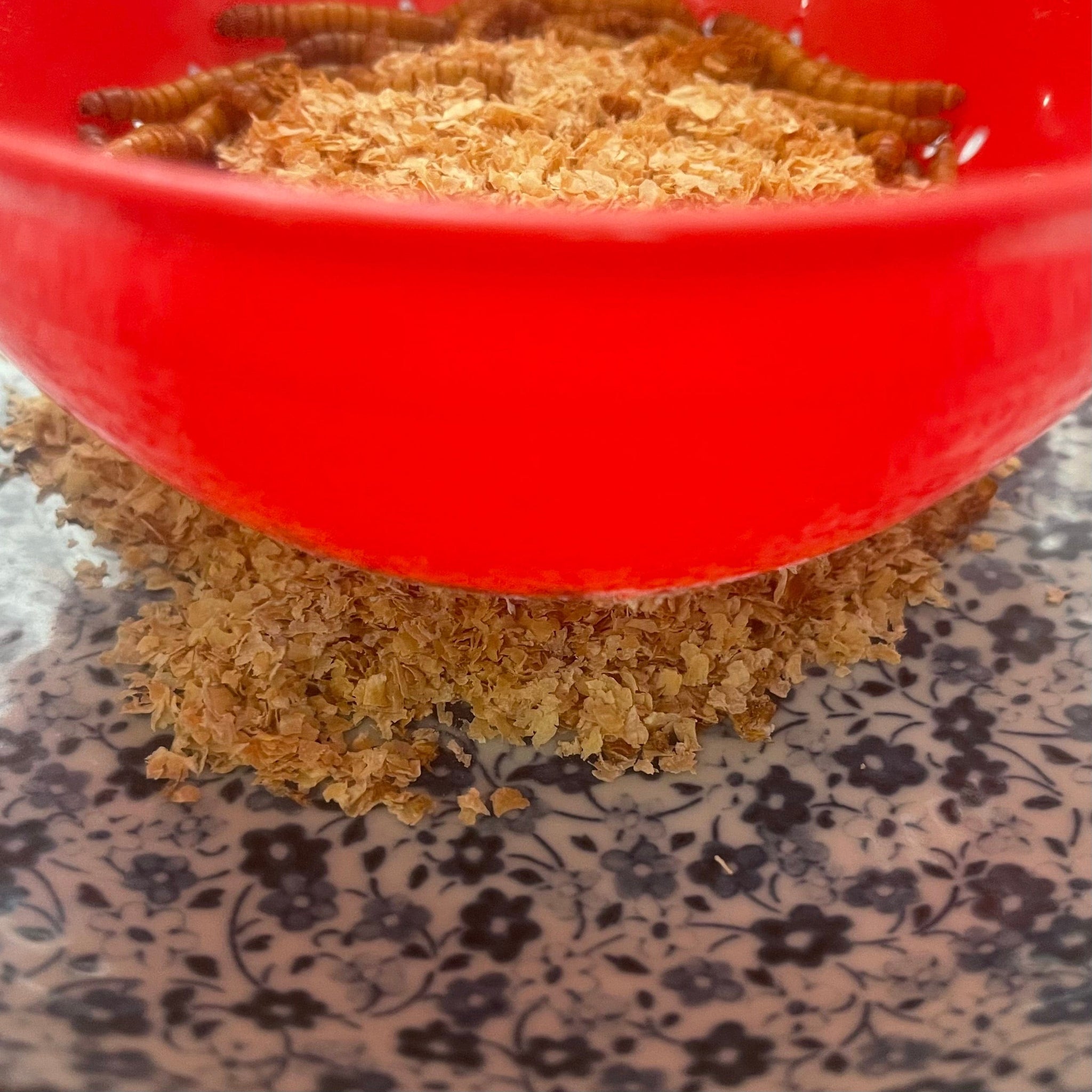 Mealworm or Vitaworm Substrate Separator – Reptile Realm