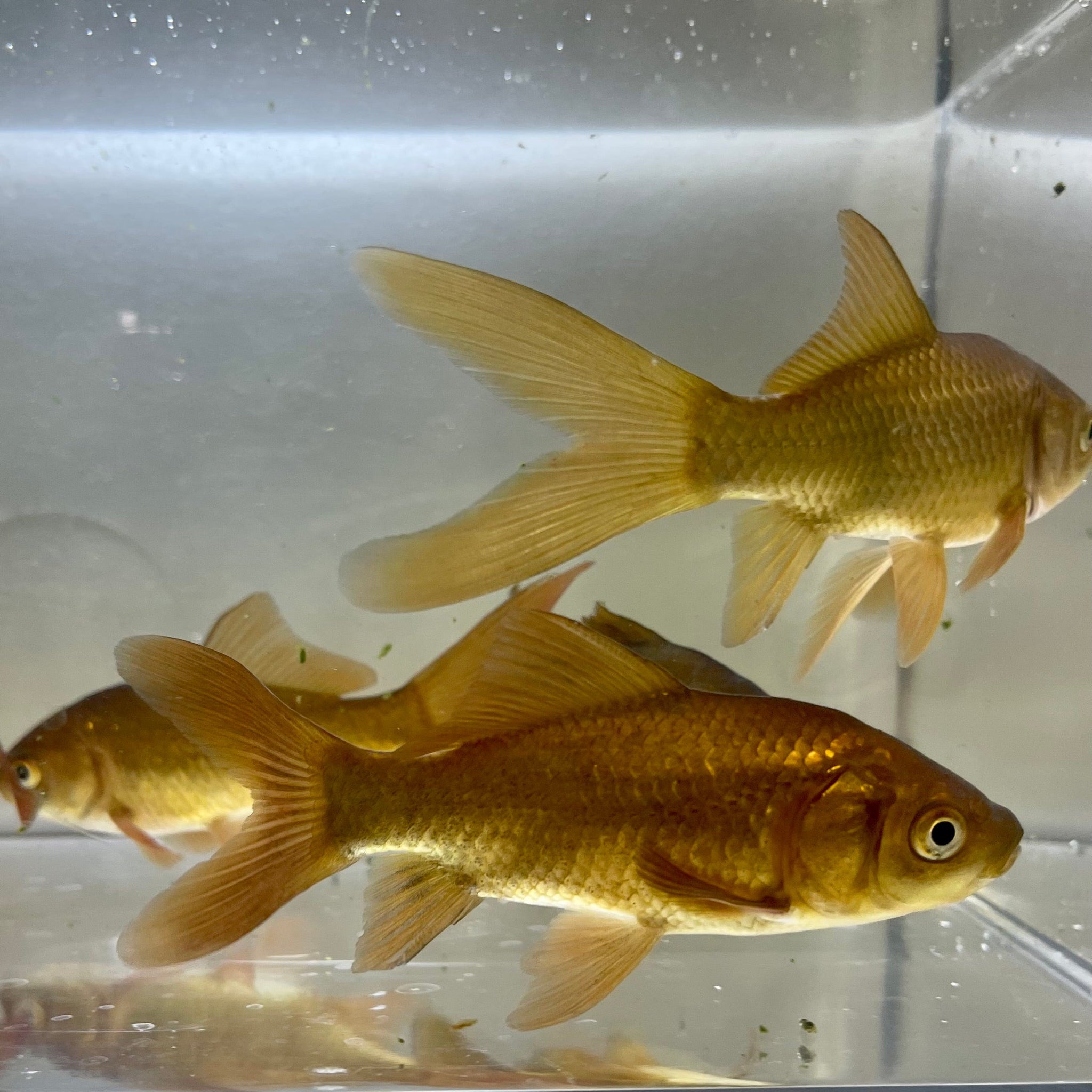 5-7cm Feeder Goldfish (30 fish) - Reptile & Turtle Food – Reptile Realm