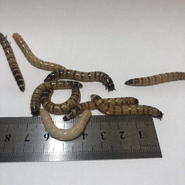 All Live Food Insects - Reptile Realm Australia