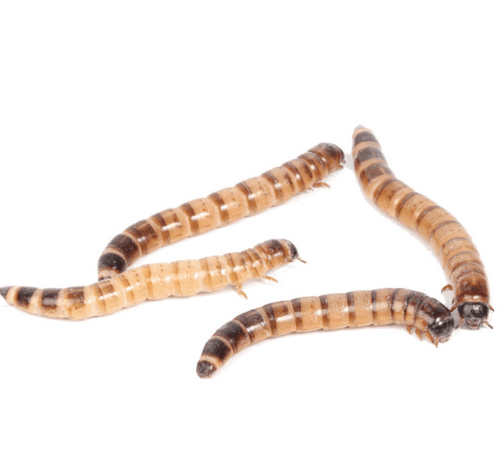 All Live Food Insects - Reptile Realm Australia