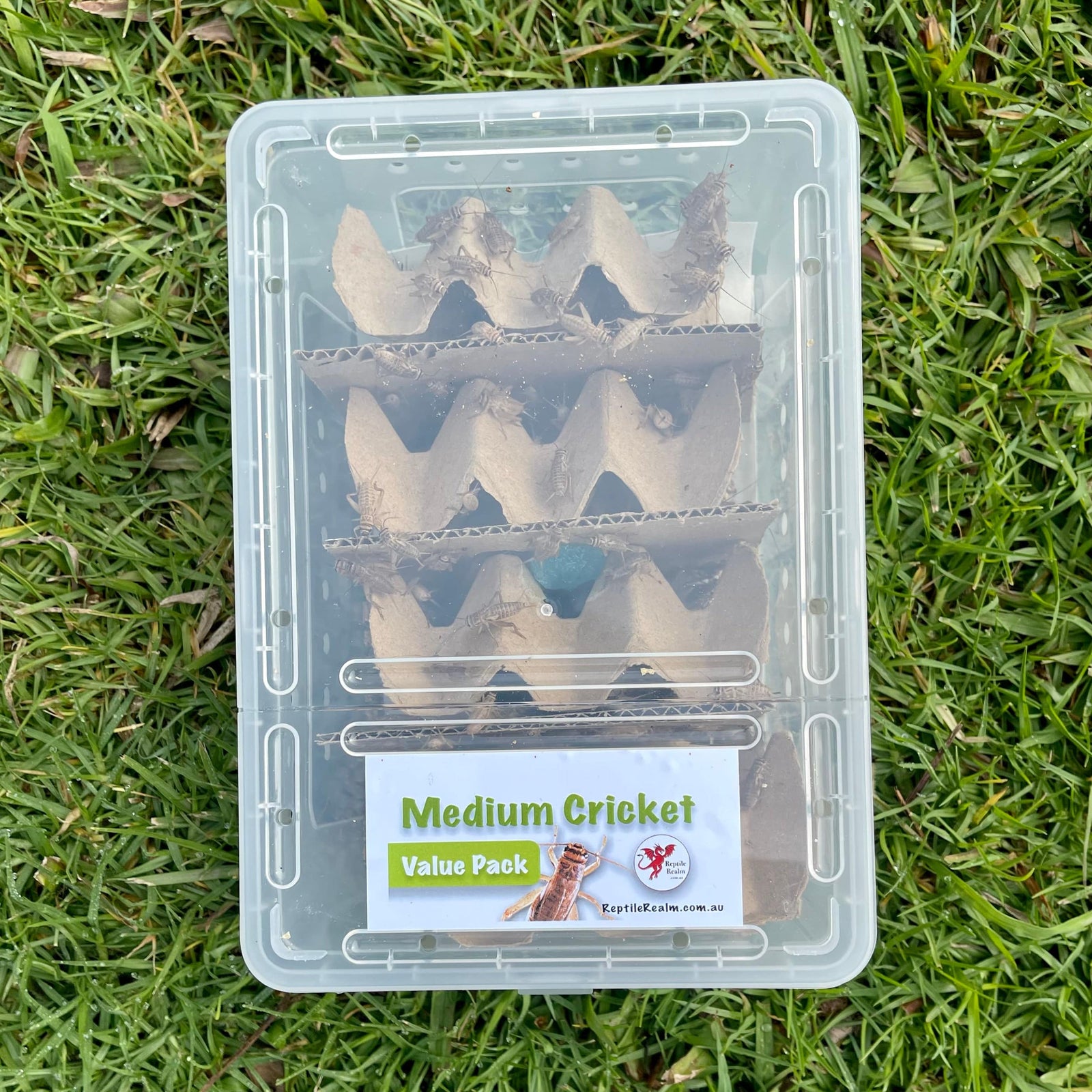 Crickets - Reptile Realm Australia