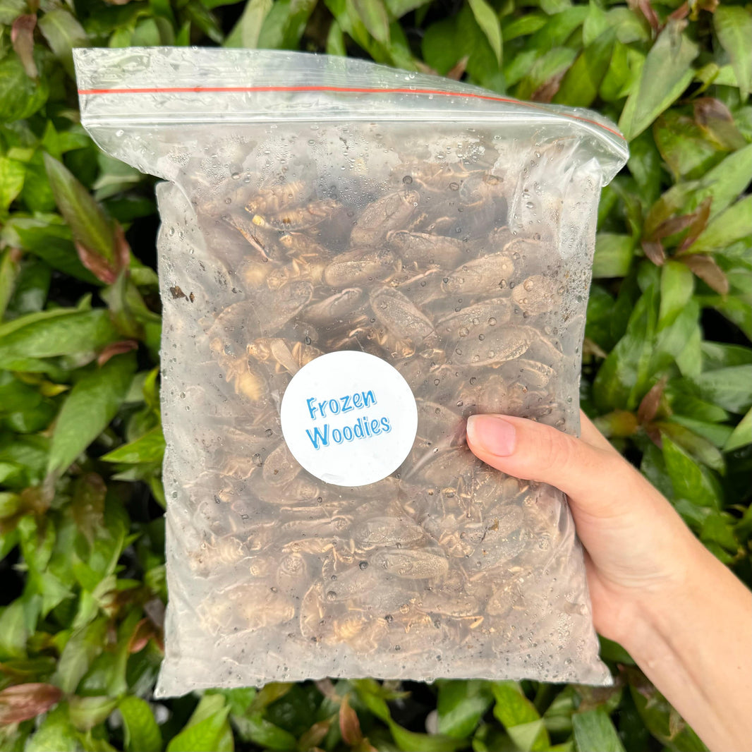 Frozen Insects - Insect Food for Animals - Reptile Realm Australia