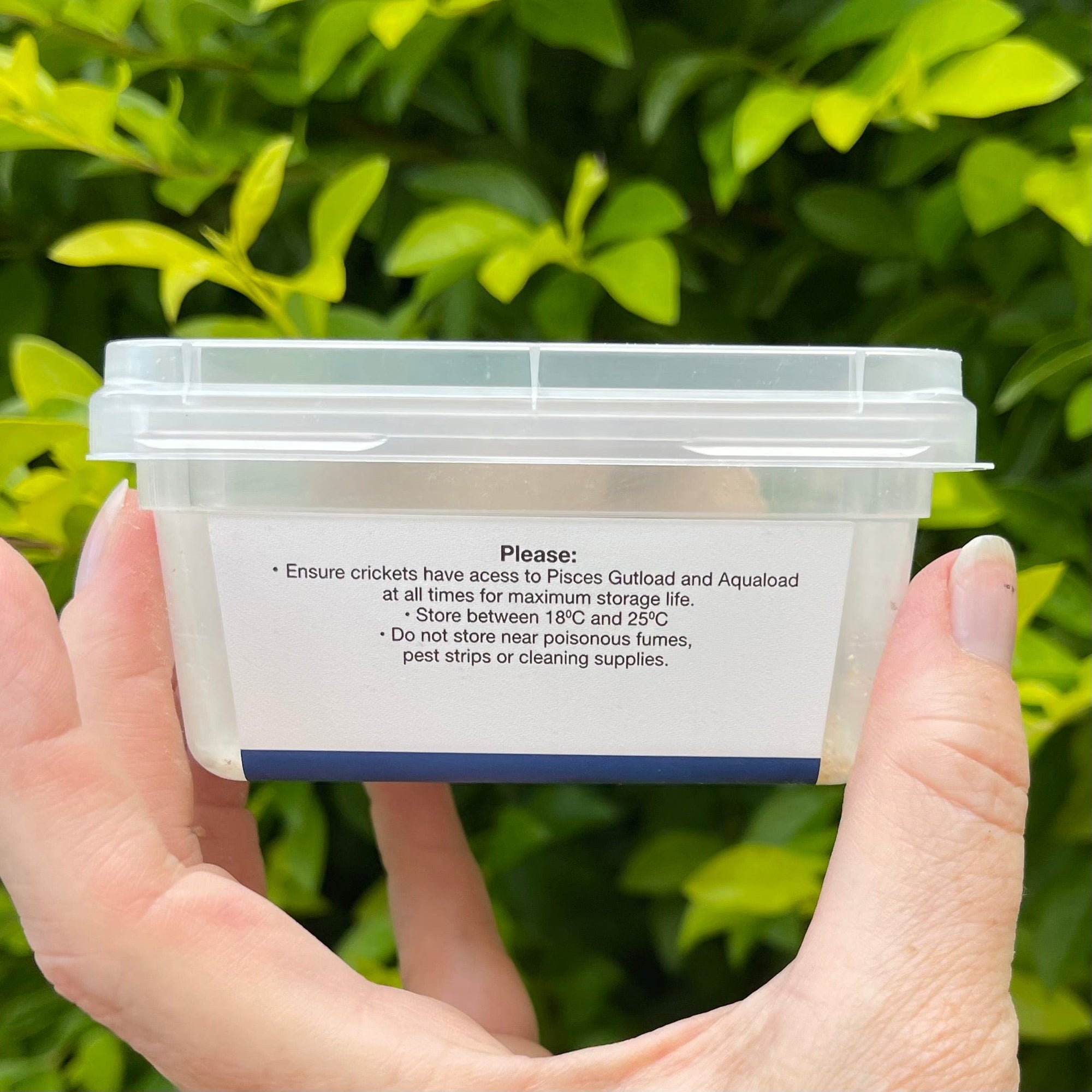 Extra Small Cricket Tub - Delivered fast from our Australian farm ...