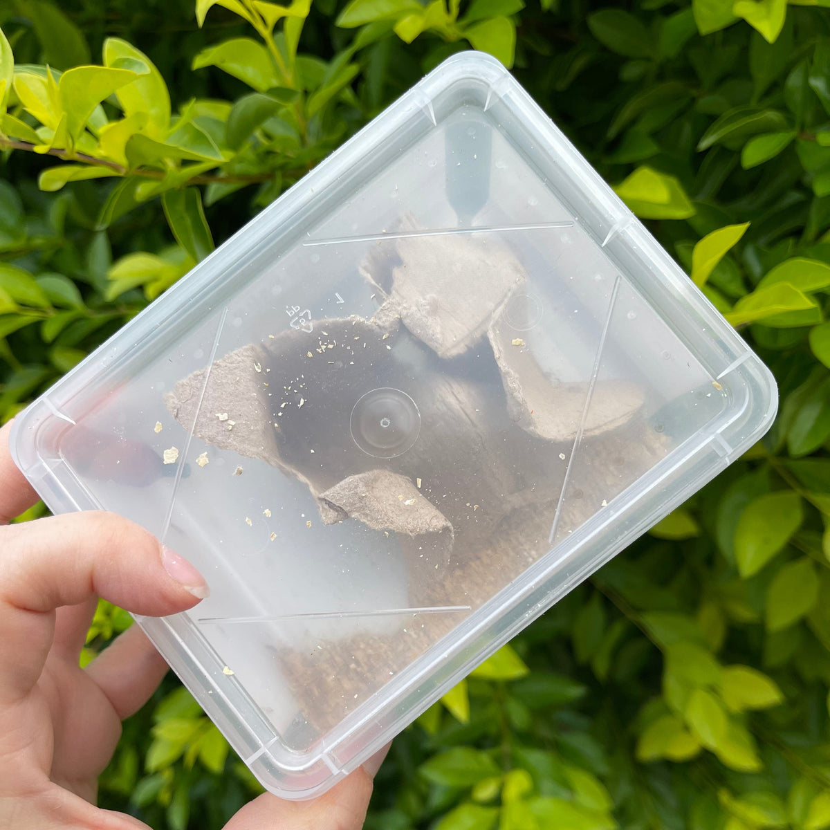 Extra Small Cricket Tub - Delivered fast from our Australian farm ...