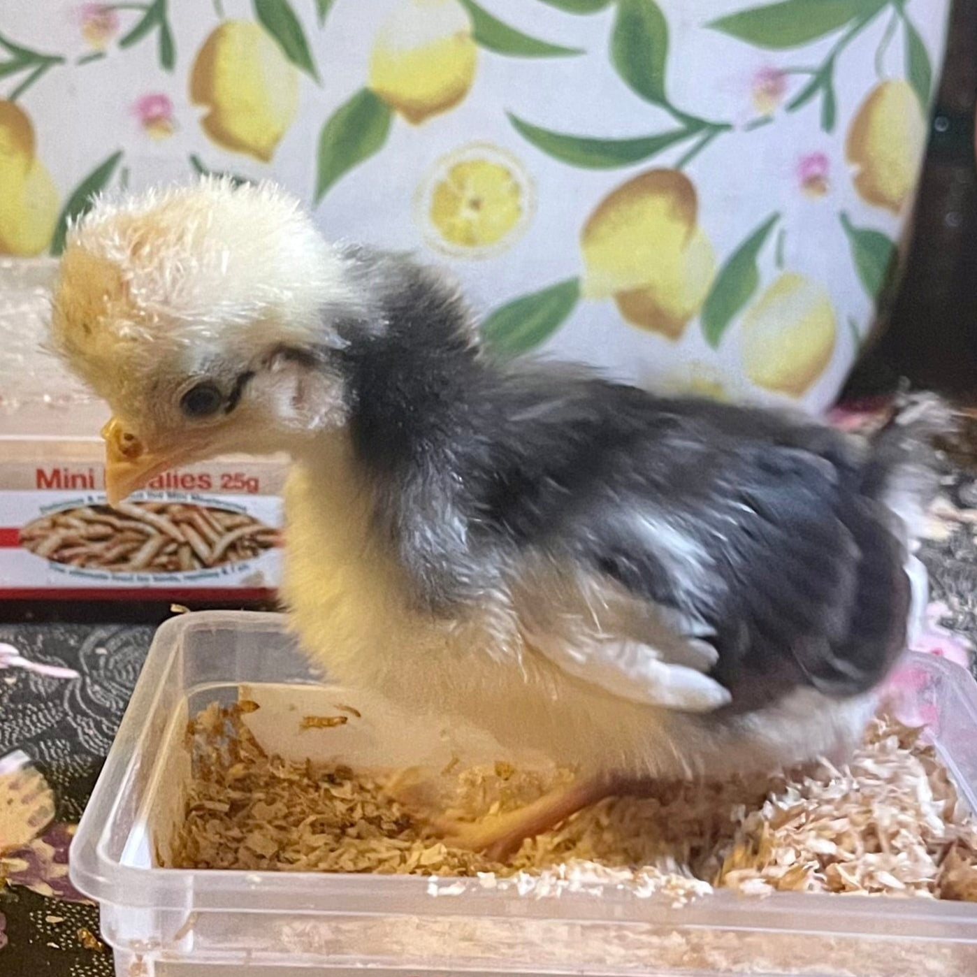 Live Food Insect Tubs - Reptile Realm Australia