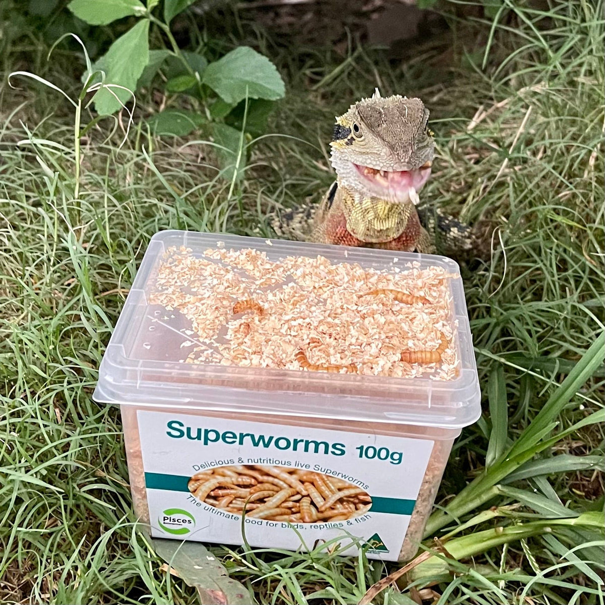 Live Food Insect Tubs - Reptile Realm Australia