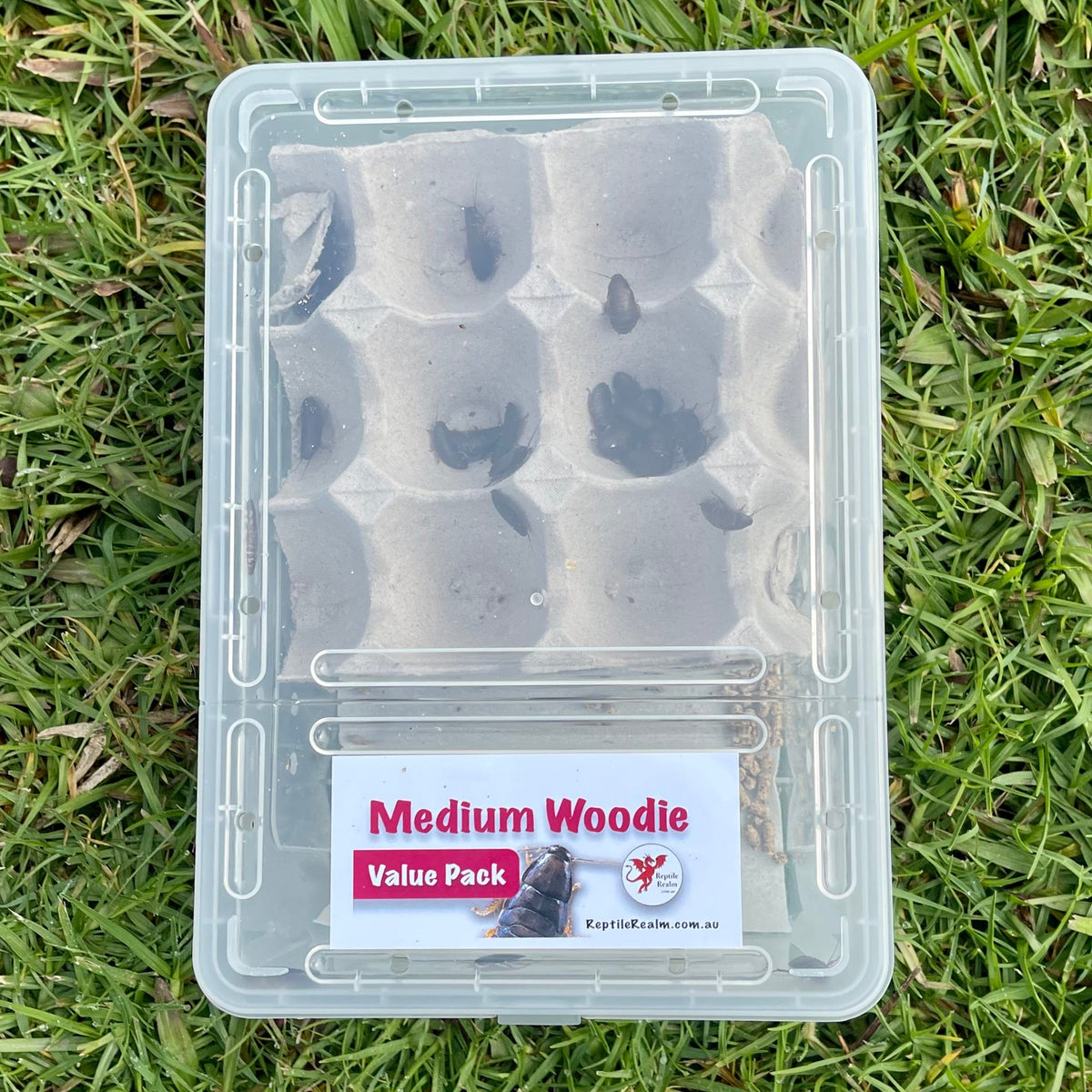 Medium Woodies Value Pack - Convenient large pack of Live Insects ...