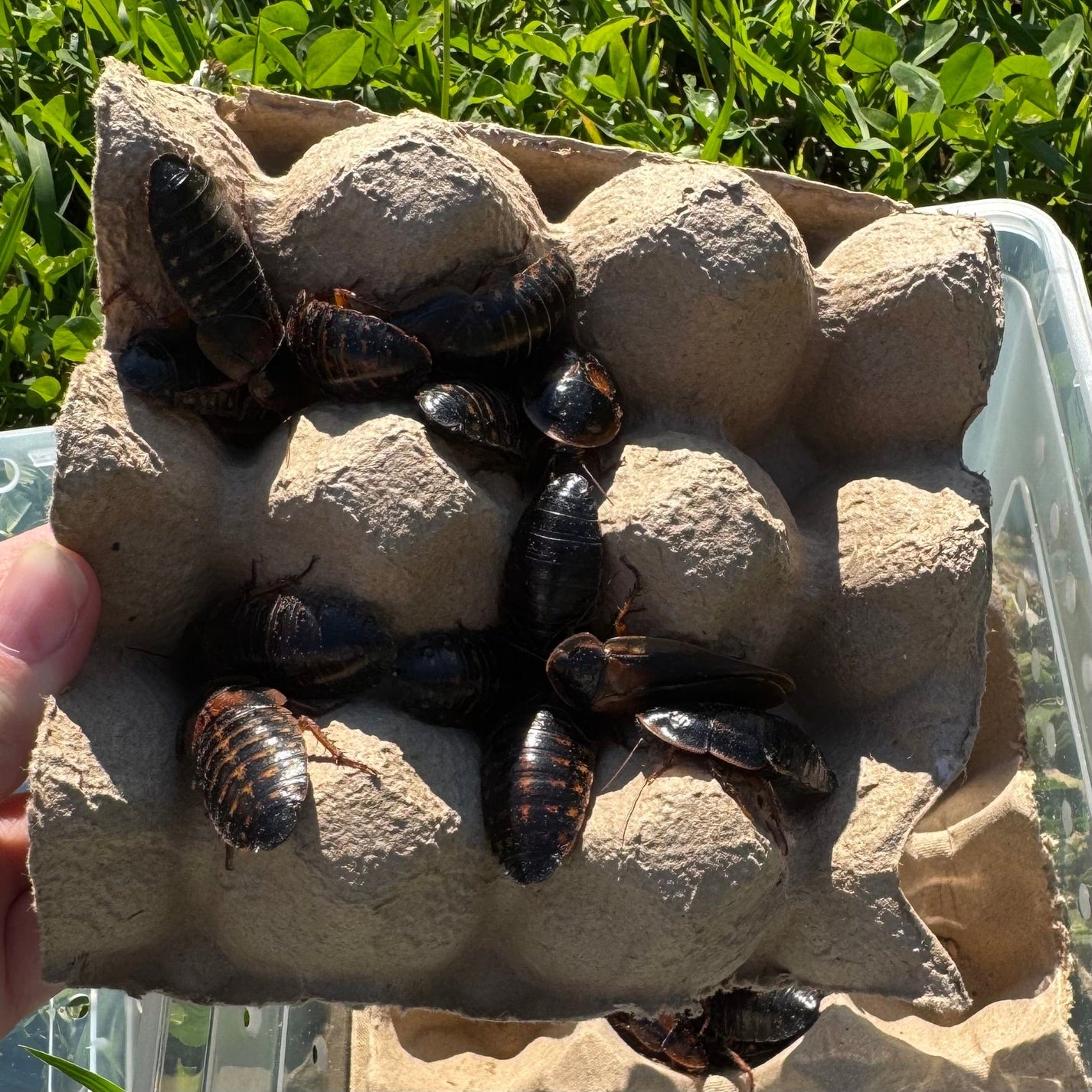 Buy a Box of Dubia Roaches in Australia from Reptile Realm