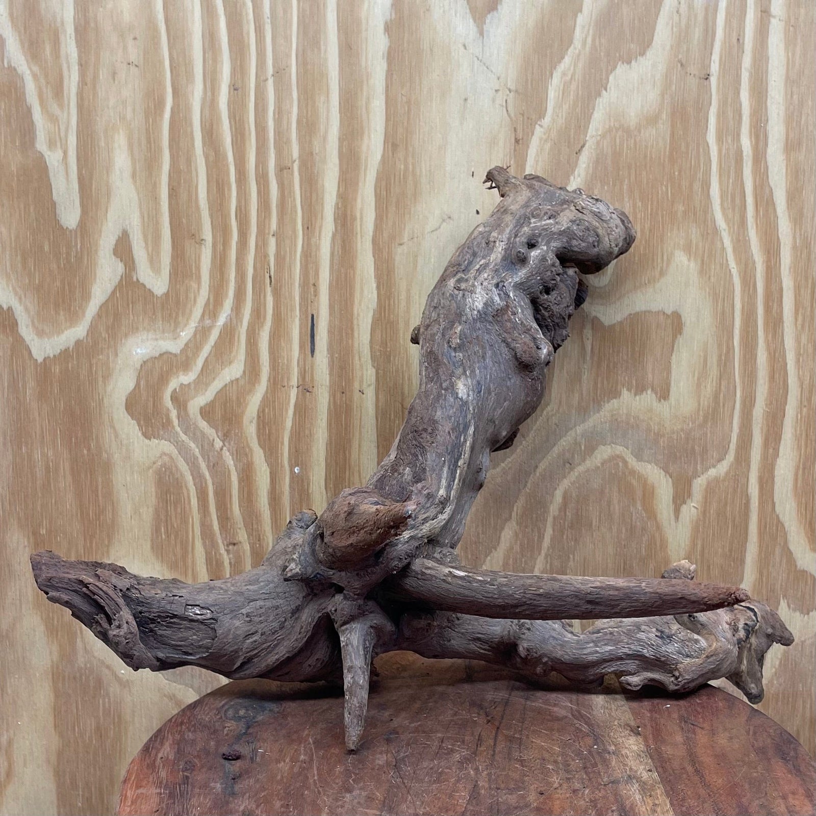 Natural Driftwood and Rocks for Reptile Habitats - Reptile Realm Aust.