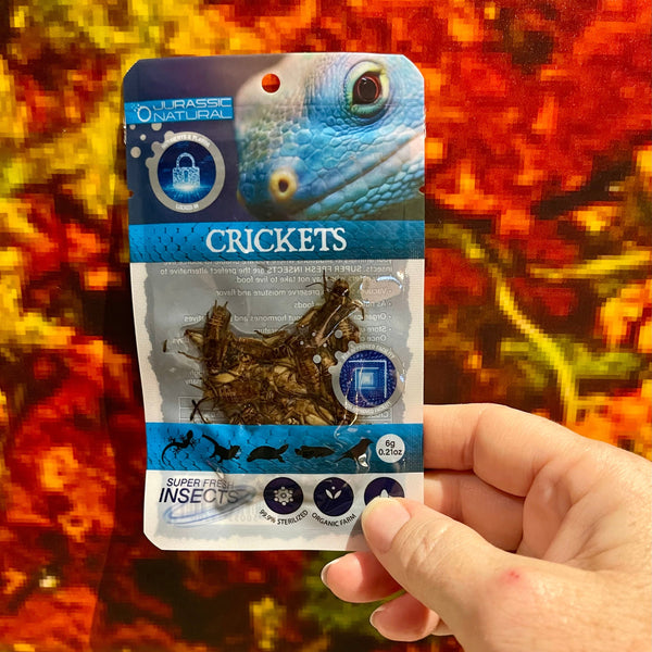Crickets - Super Fresh Insects – Reptile Realm