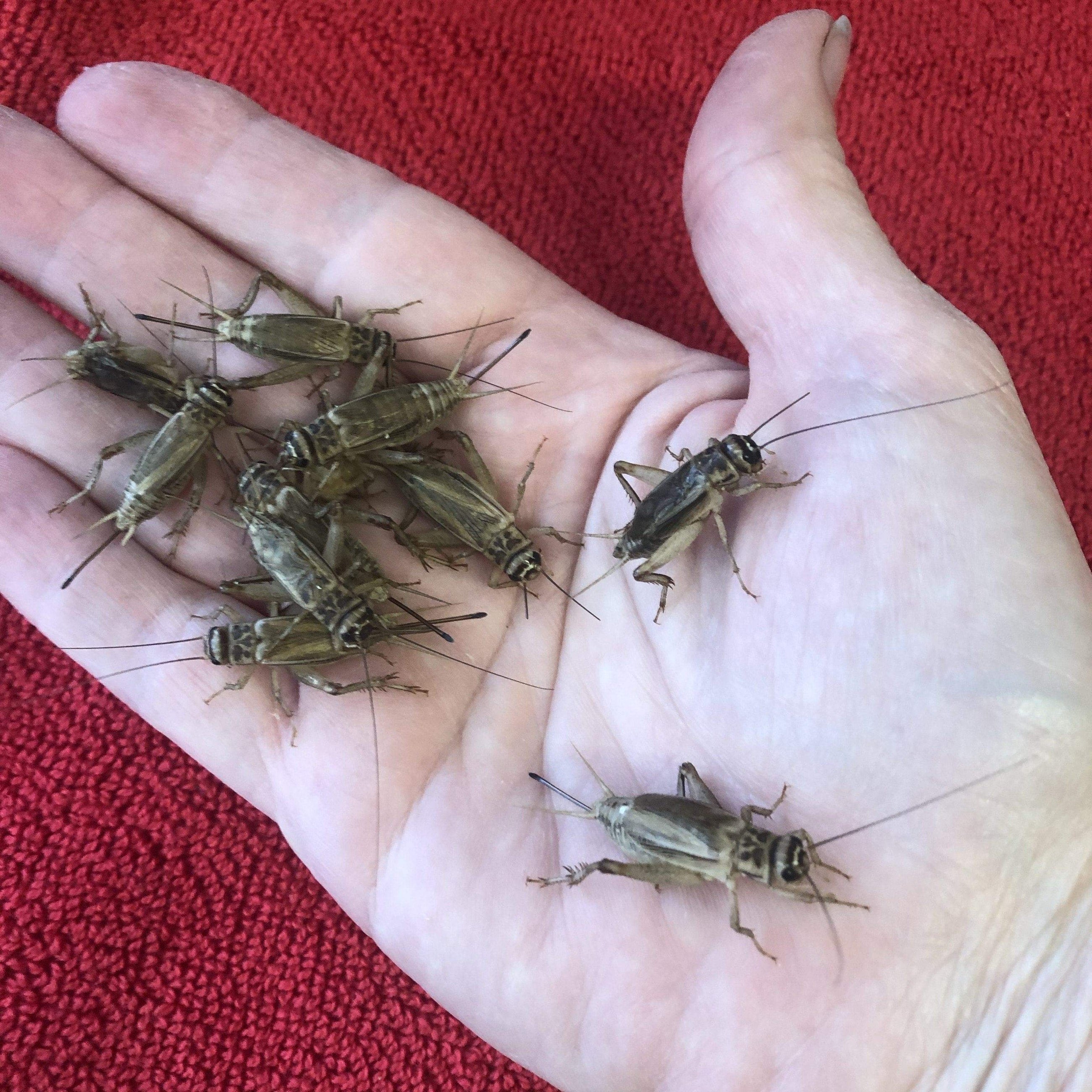 Crickets - Reptile Realm Australia