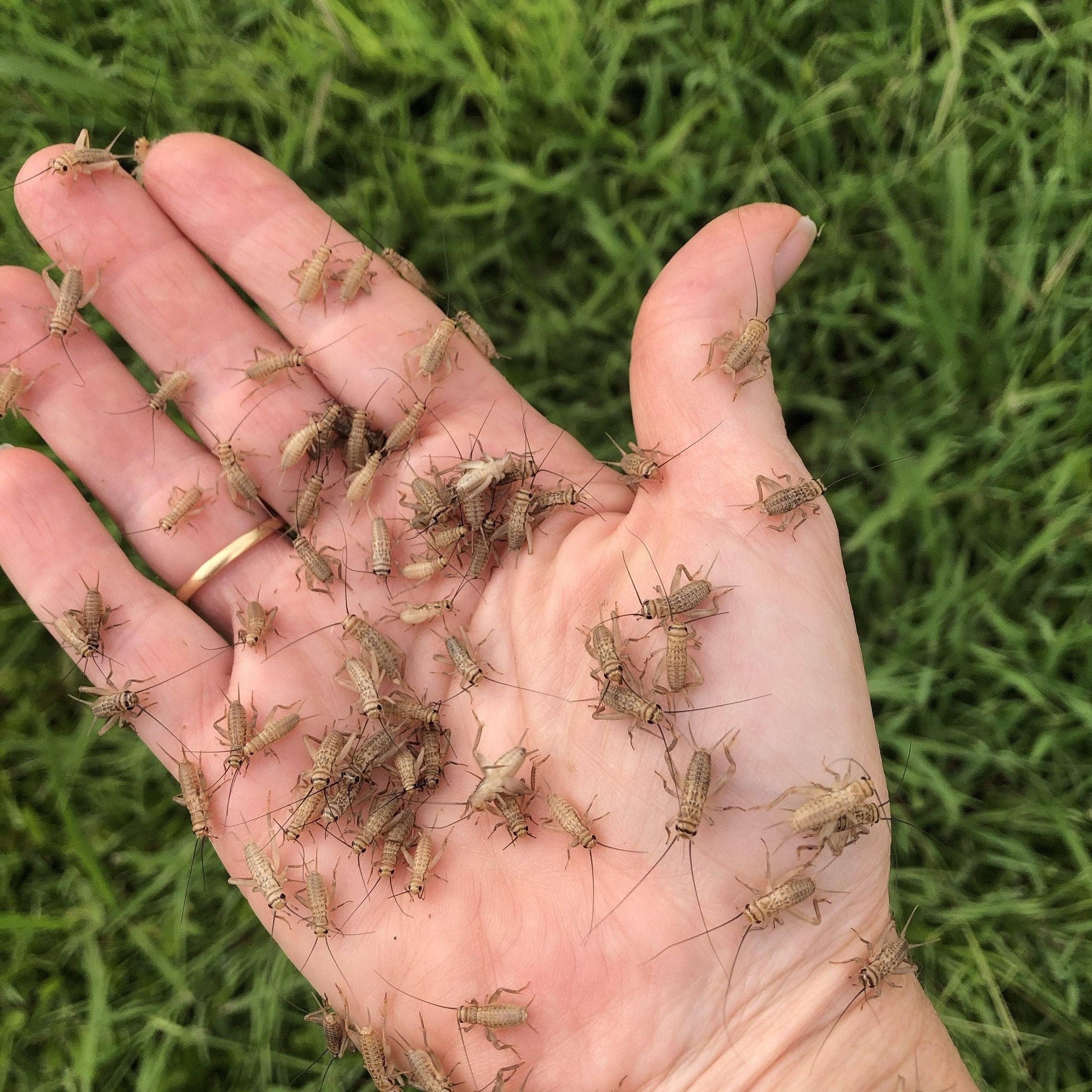 Crickets - Reptile Realm Australia