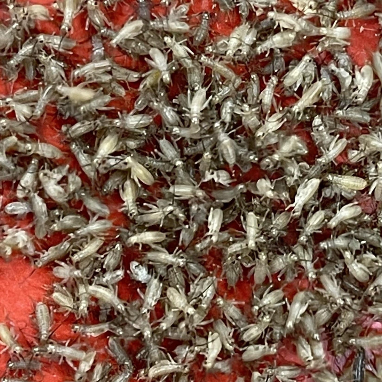 Mini Bulk Extra-Small Crickets - Bulk Live Crickets – Reptile Realm