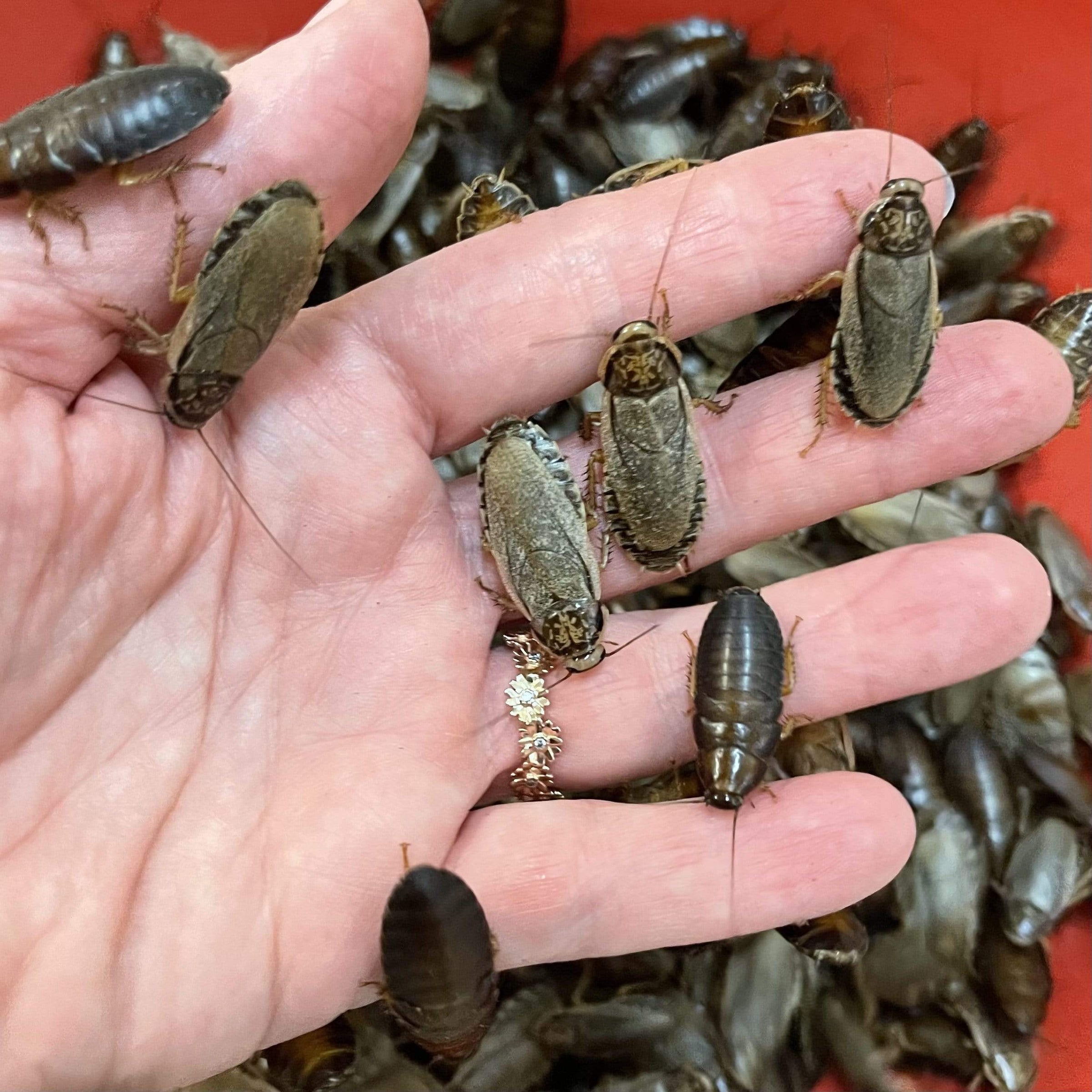 Woodies - Australian Wood Roaches - Reptile Realm Australia