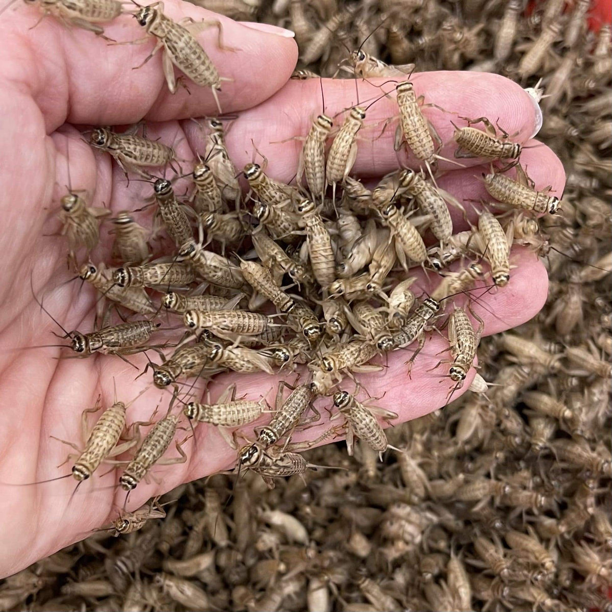 Mini-Bulk Medium Crickets - Bulk Live Crickets – Reptile Realm
