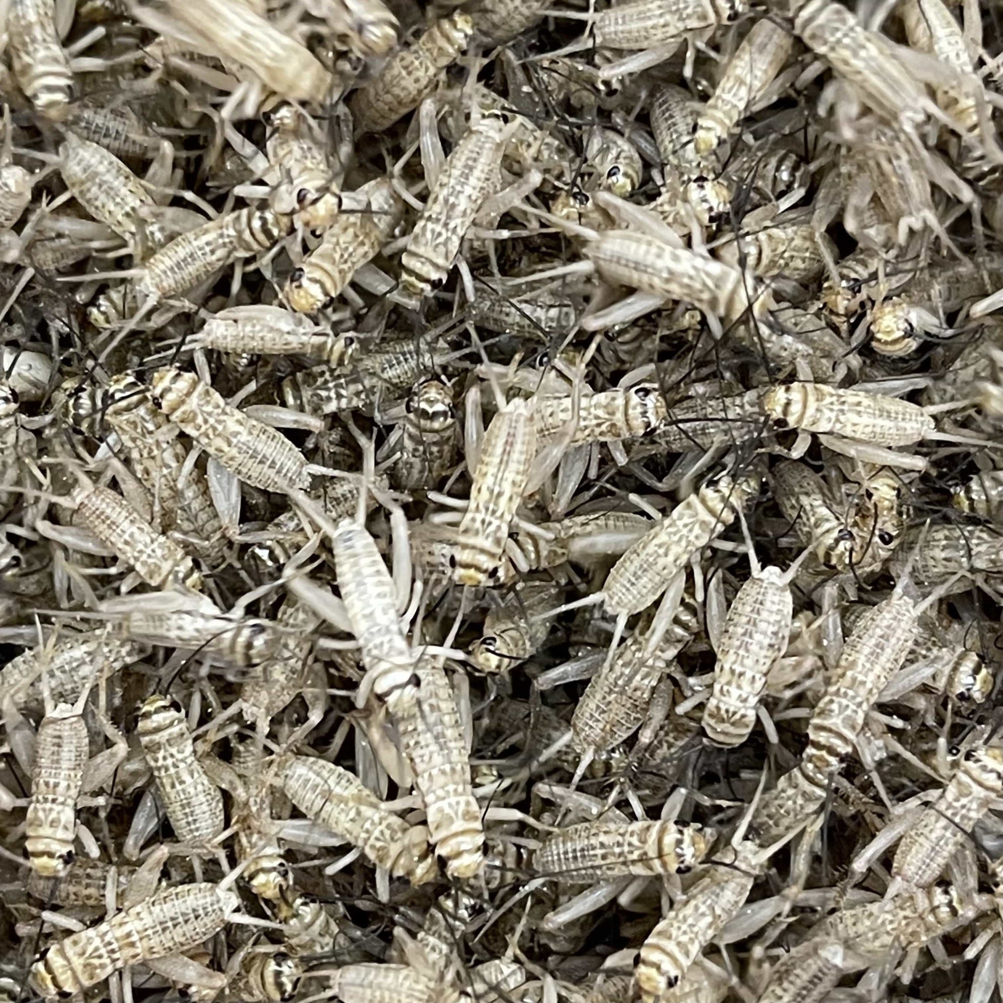 Mini Bulk Small Crickets - Bulk Live Crickets – Reptile Realm