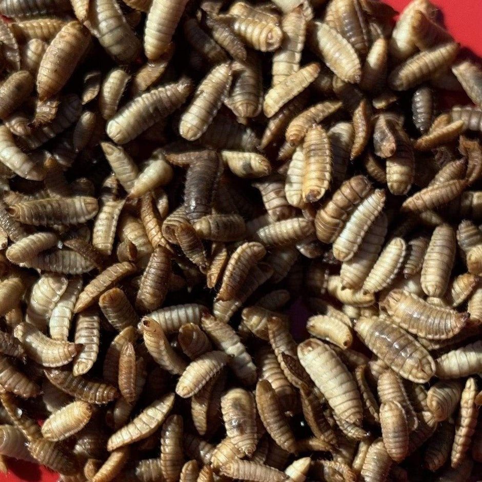Vitaworms - Black Soldier Fly Larvae (BSFL) - Reptile Realm Australia