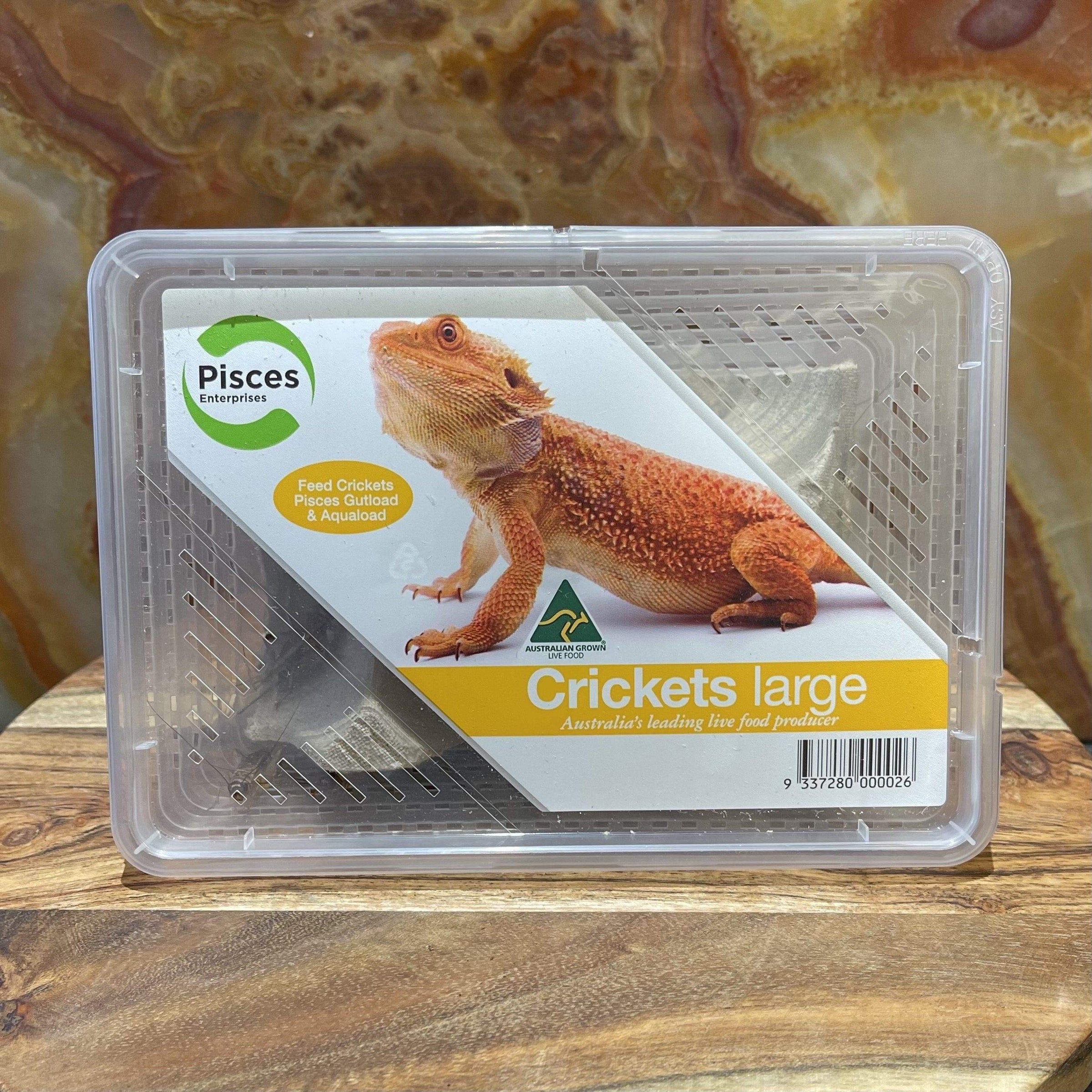Live Food Insect Tubs - Reptile Realm Australia
