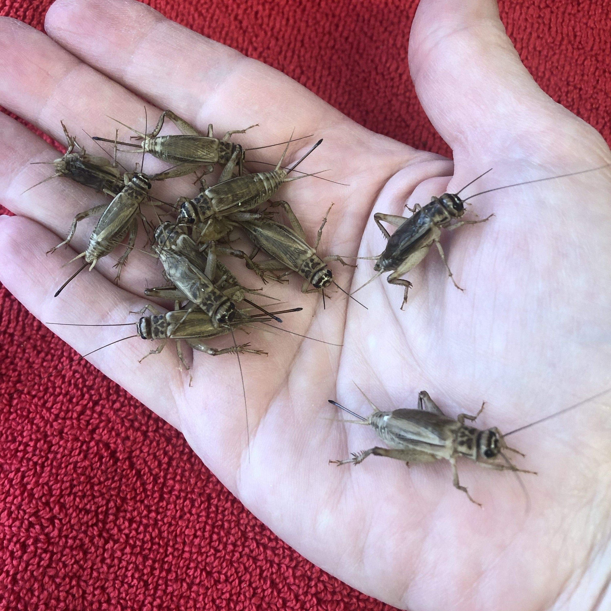 Live Food Insect Tubs - Reptile Realm Australia