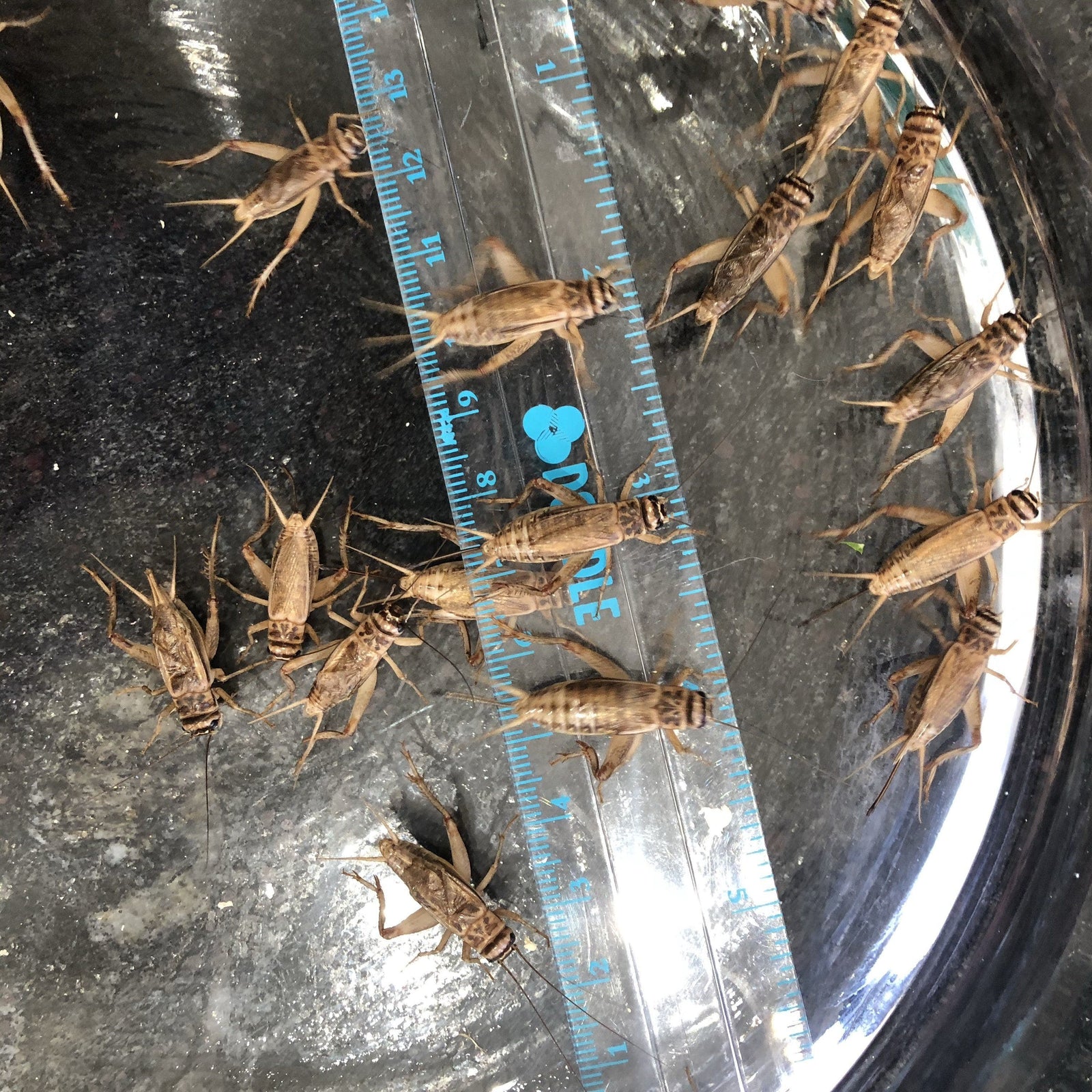 Large Cricket Tub – Reptile Realm