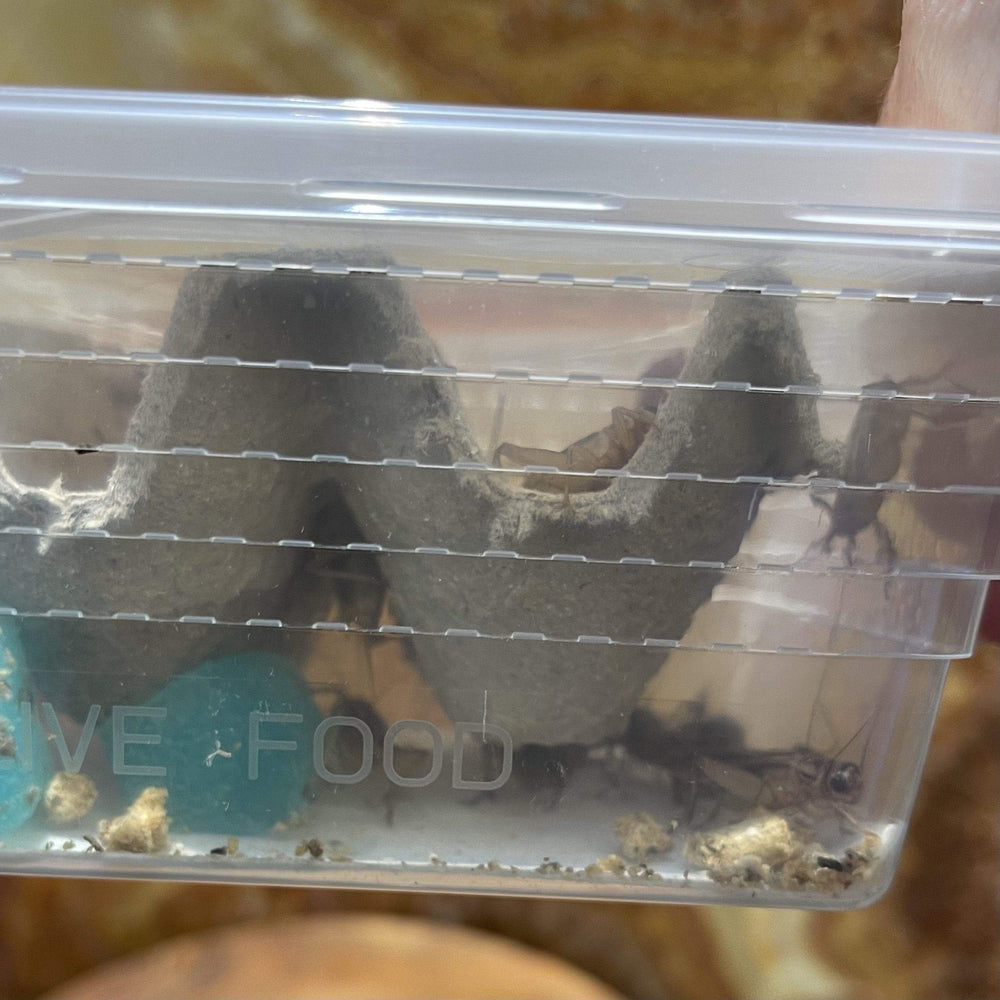 Large Cricket Tub – Reptile Realm