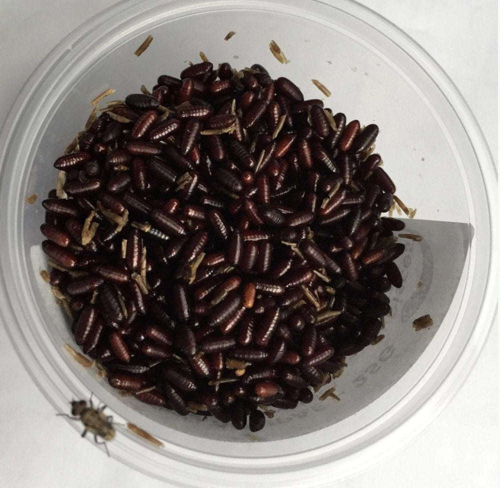 Buy Fly Pupae - Mustica domestica from Reptile Realm Australia