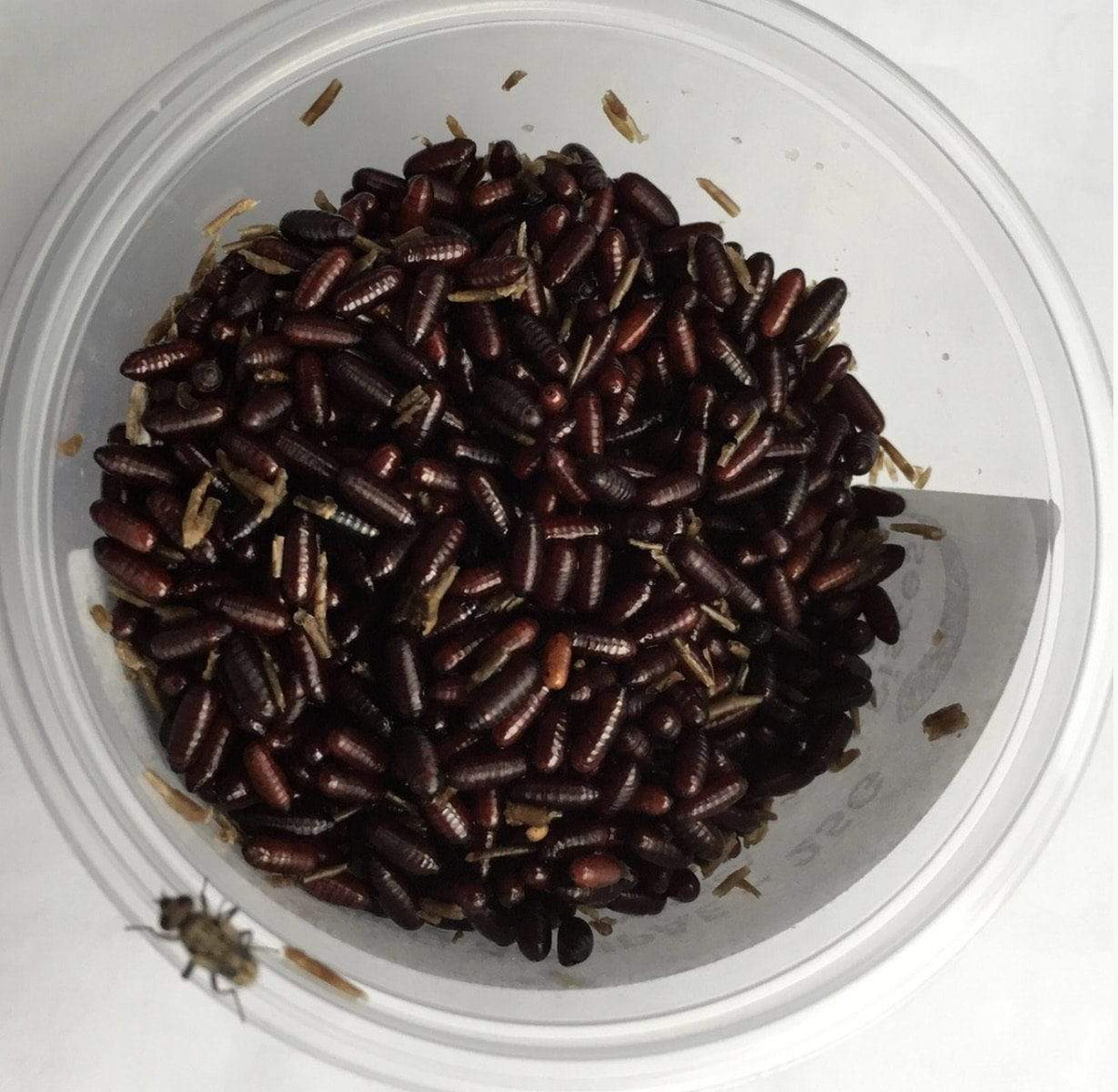 Buy Fly Pupae - Mustica domestica from Reptile Realm Australia