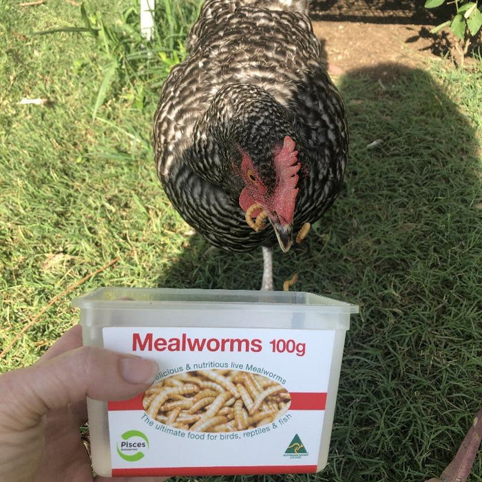 Live Food Insect Tubs - Reptile Realm Australia