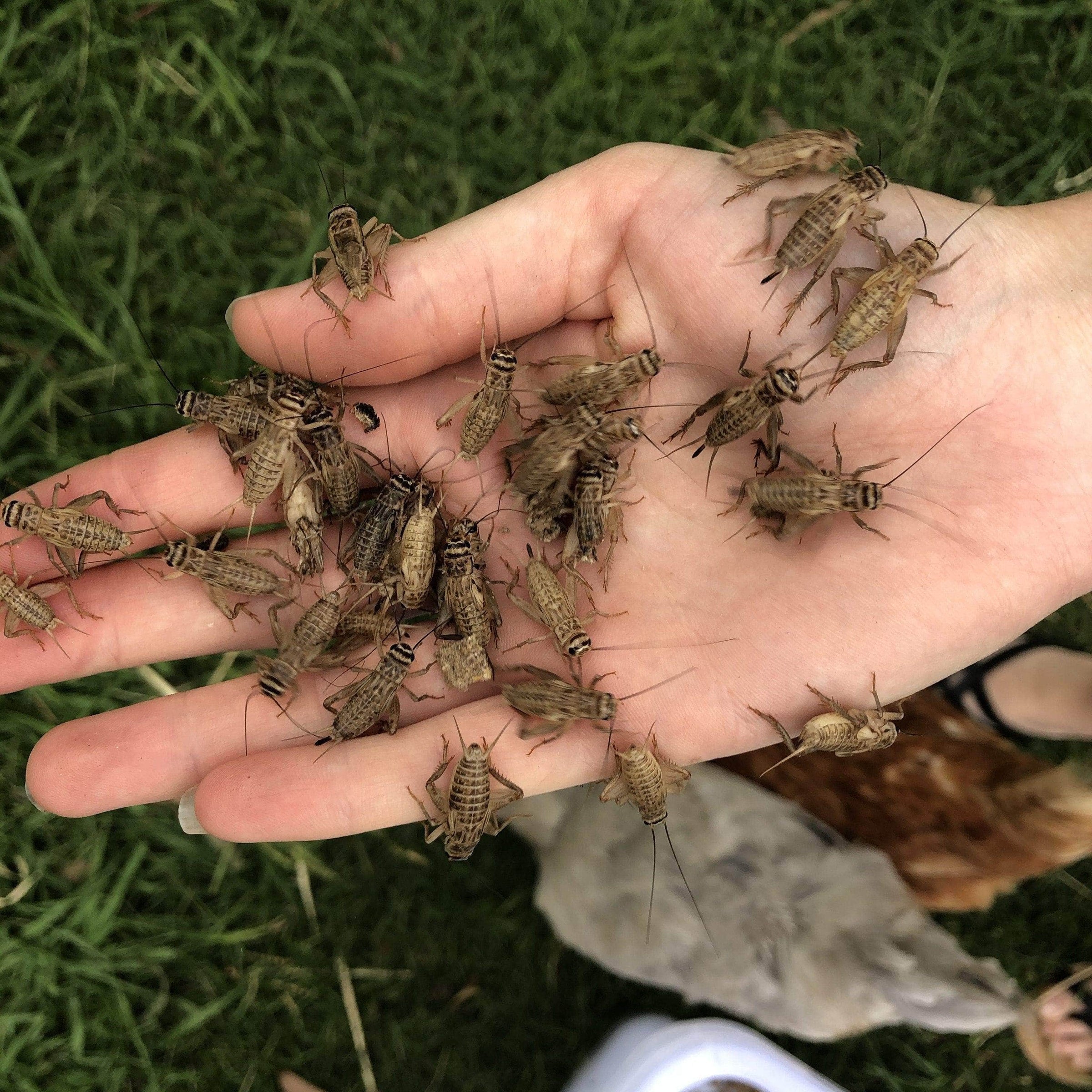 Live Food Insect Tubs - Reptile Realm Australia