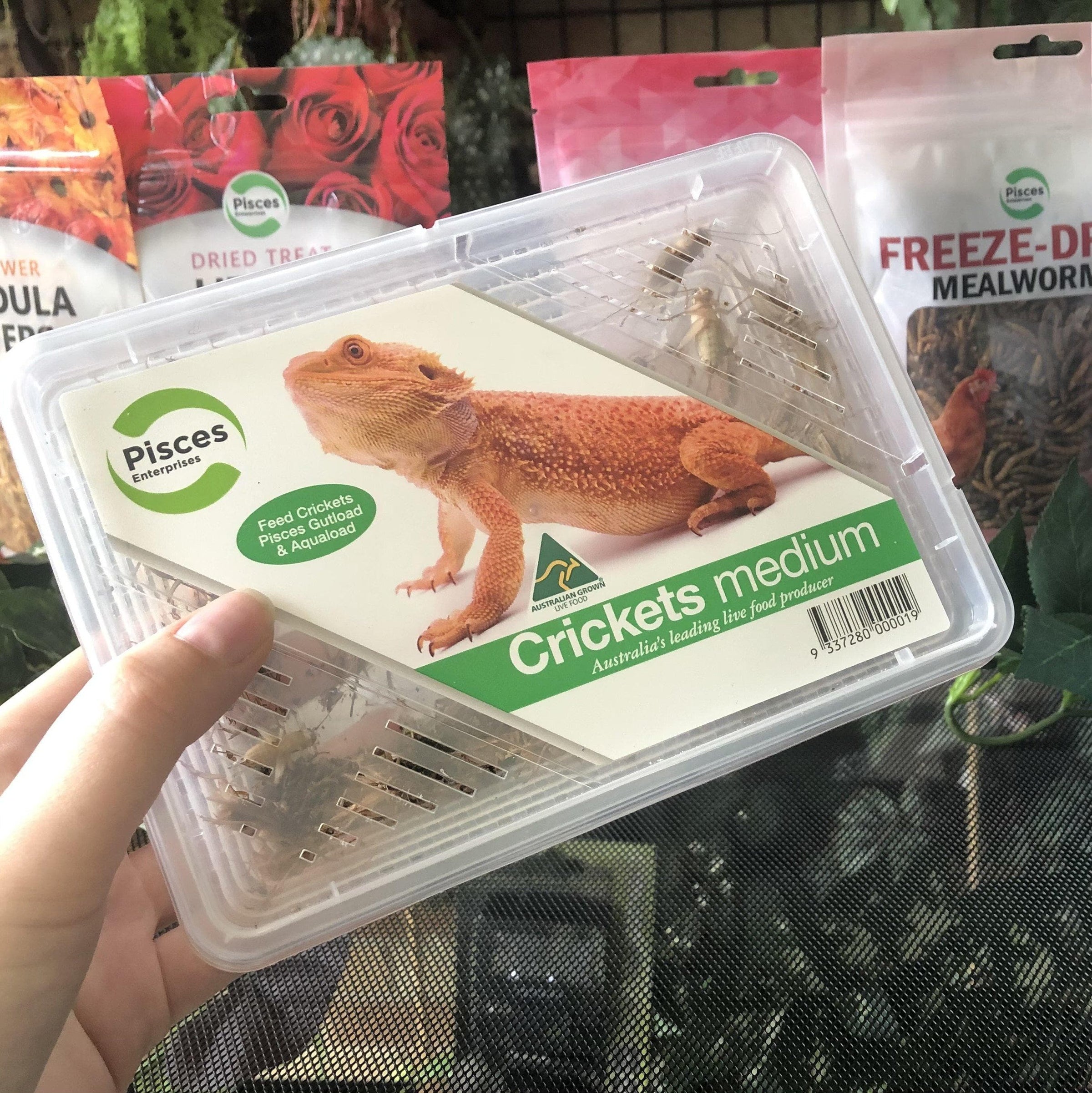 Live Food Insect Tubs - Reptile Realm Australia