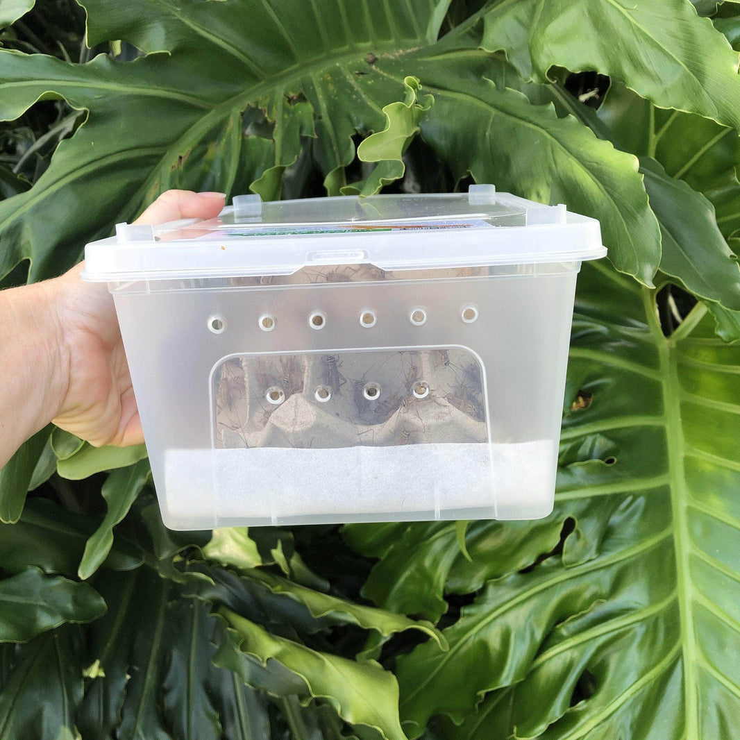 Buy Crickets alive Online - Feeder Crickets for Reptiles – Reptile Realm