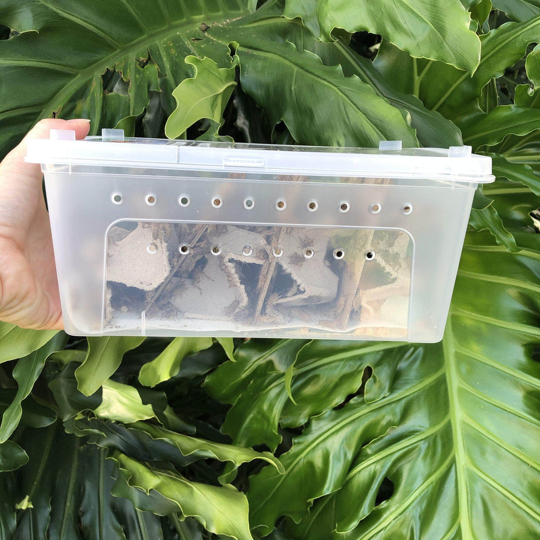 Buy Crickets alive Online - Feeder Crickets for Reptiles – Reptile Realm