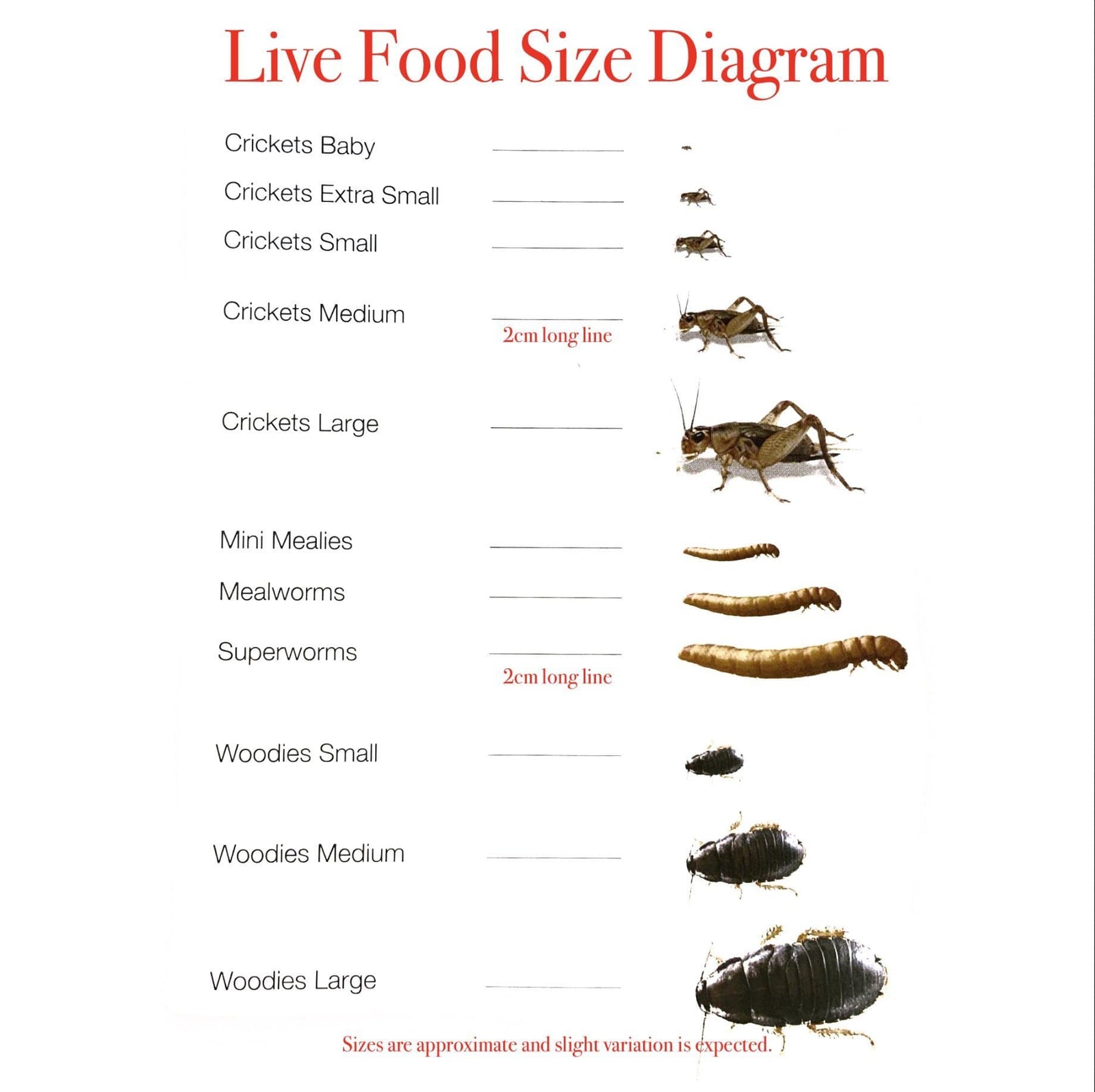 Live Food Insect Tubs - Reptile Realm Australia