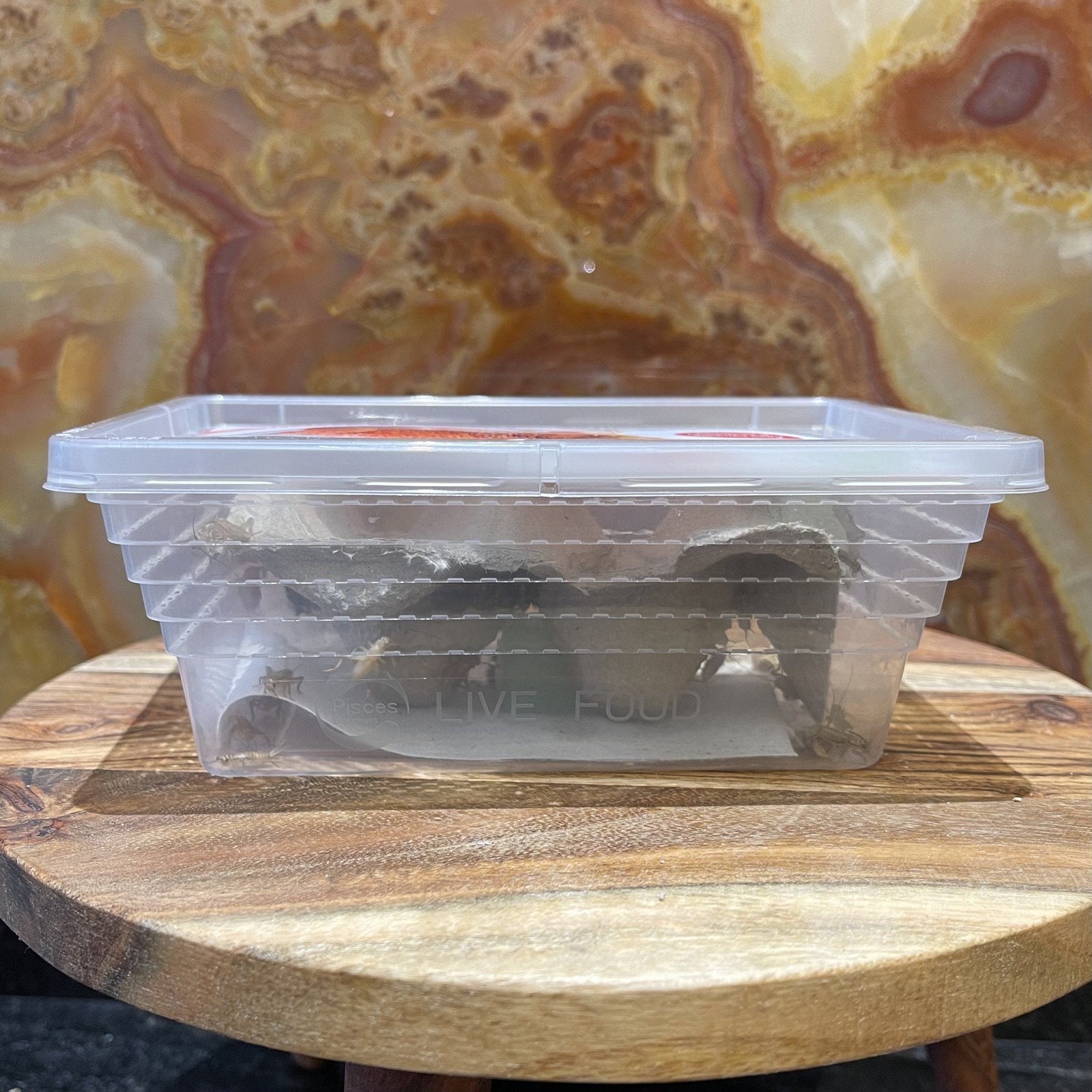 Live Food Insect Tubs - Reptile Realm Australia