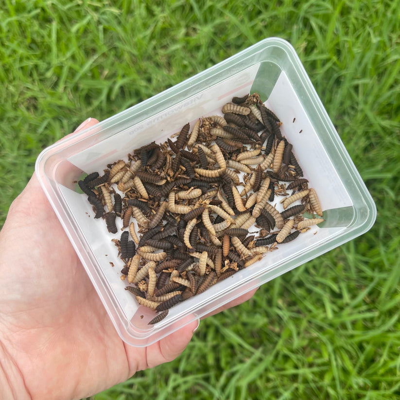 Vitaworms - BSFL - Black Soldier Fly Larvae 20g Reptile Food Delivery ...