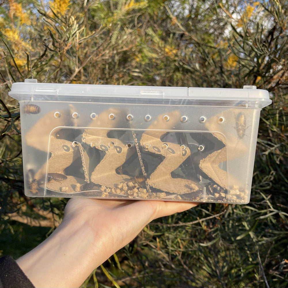 Medium Woodies Value Pack - Convenient large pack of Live Insects ...