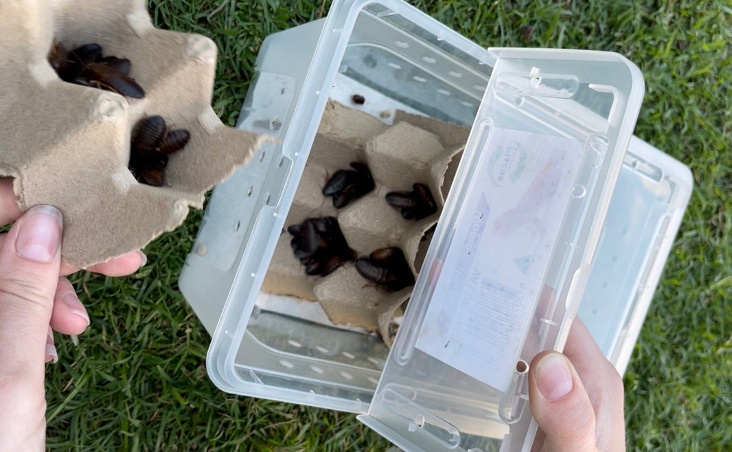 Buy Bulk Live Food Insects - Reptile Relam Australia – Reptile Realm